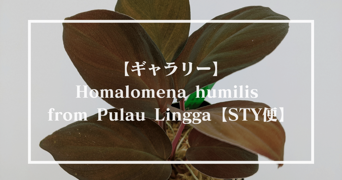 Homalomena humilis from Pulau Lingaa【STY便】