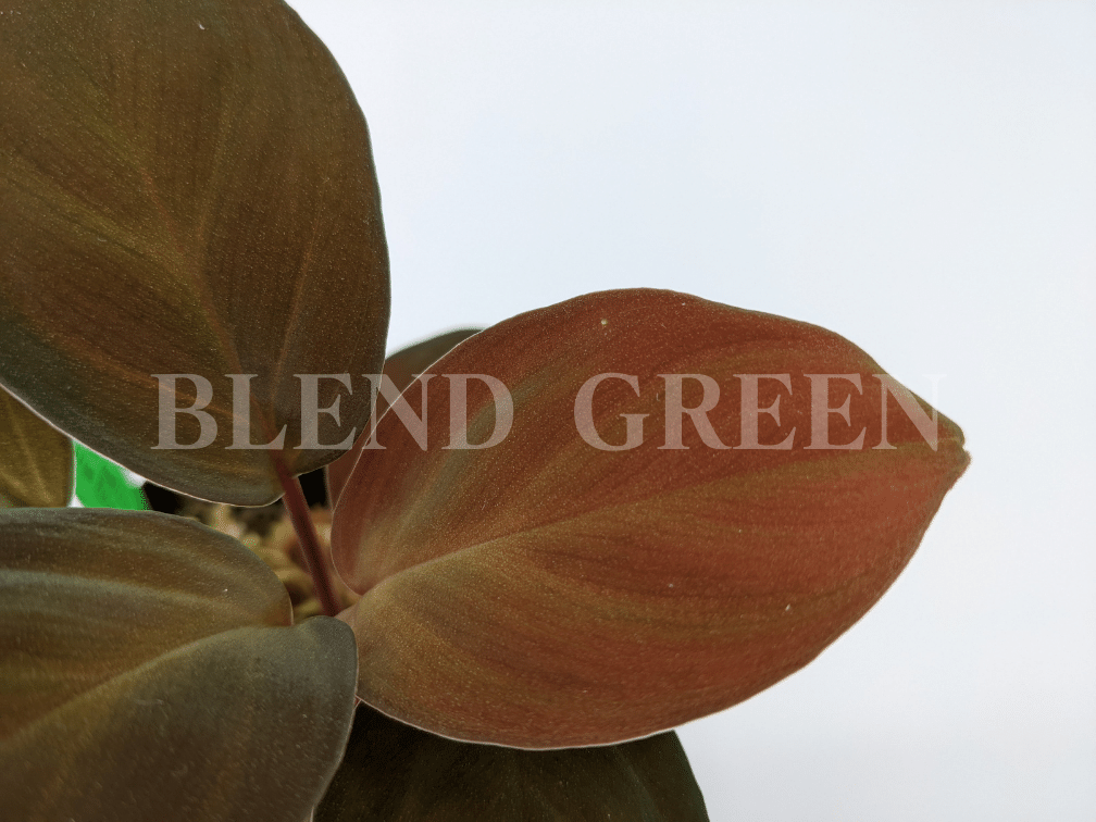 Homalomena humilis from Pulau Lingaa【STY便】