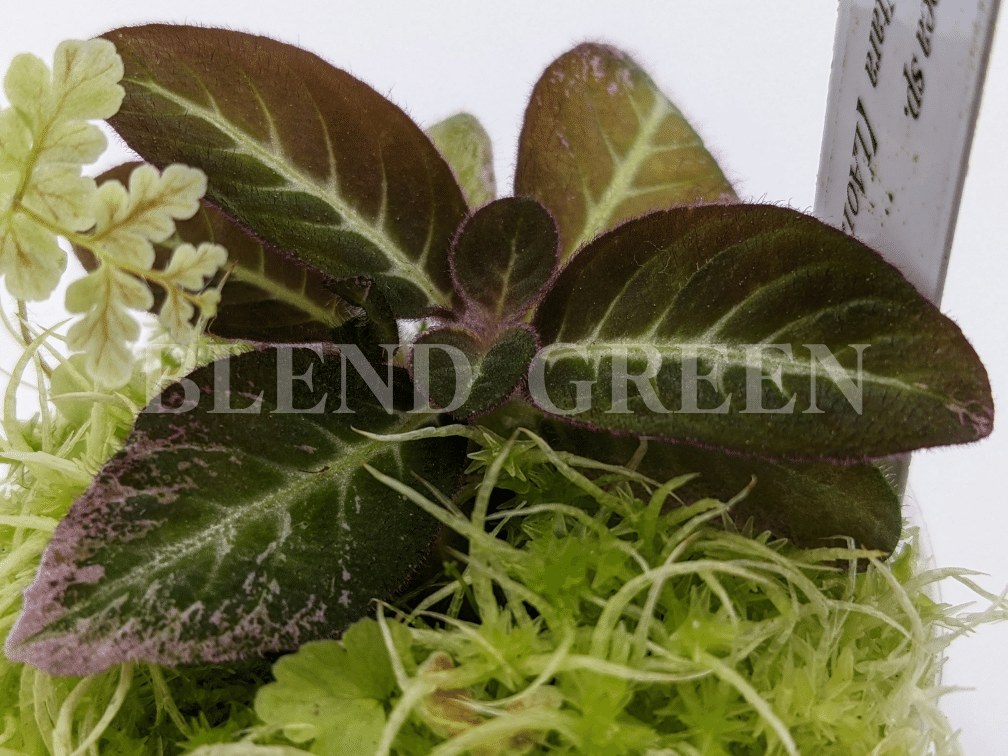 Cotonoboea sp. Sumatera Utara【LA0120-02】