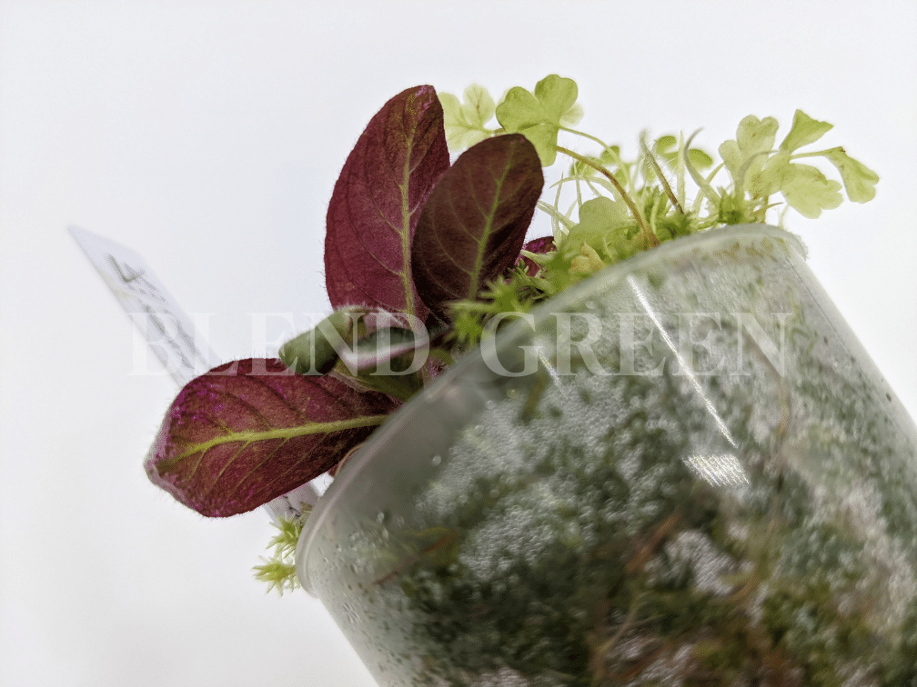 Cotonoboea sp. Sumatera Utara【LA0120-02】