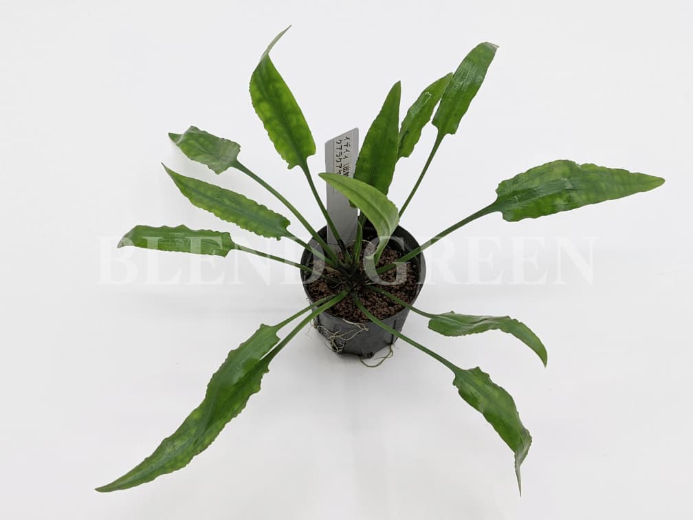 Cryptocoryne ideii（クリプトコリネ イデイイ）
