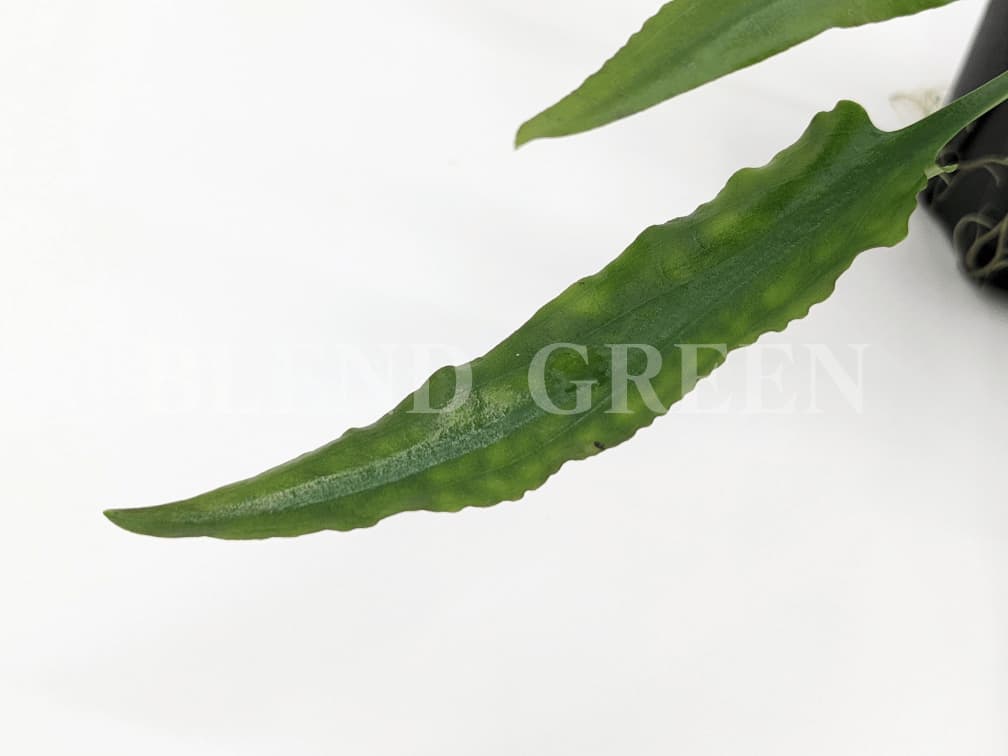 Cryptocoryne ideii（クリプトコリネ イデイイ）