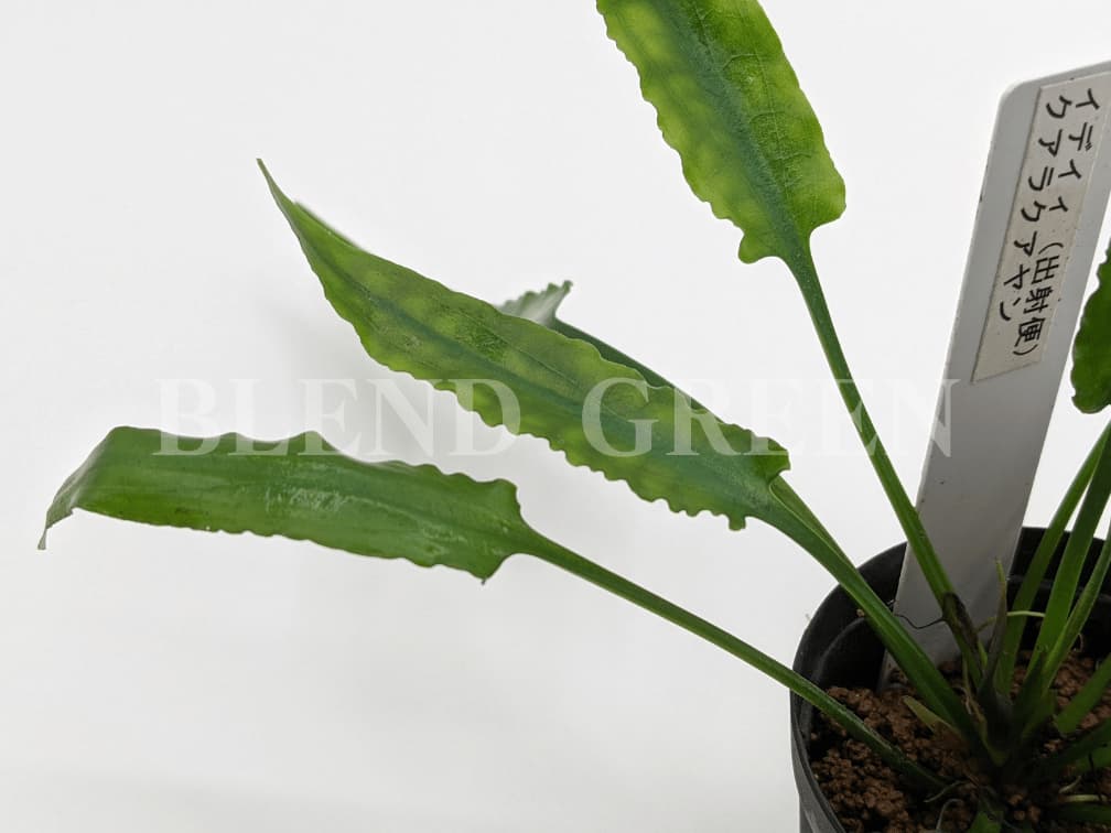 Cryptocoryne ideii（クリプトコリネ イデイイ）