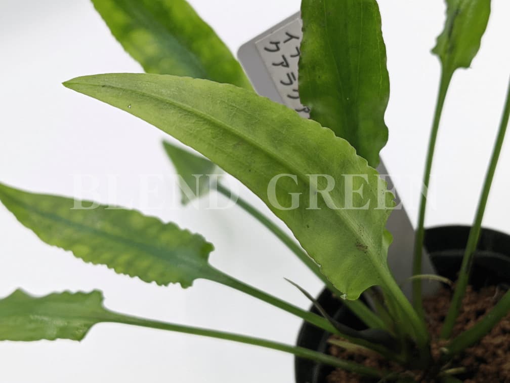 Cryptocoryne ideii（クリプトコリネ イデイイ）