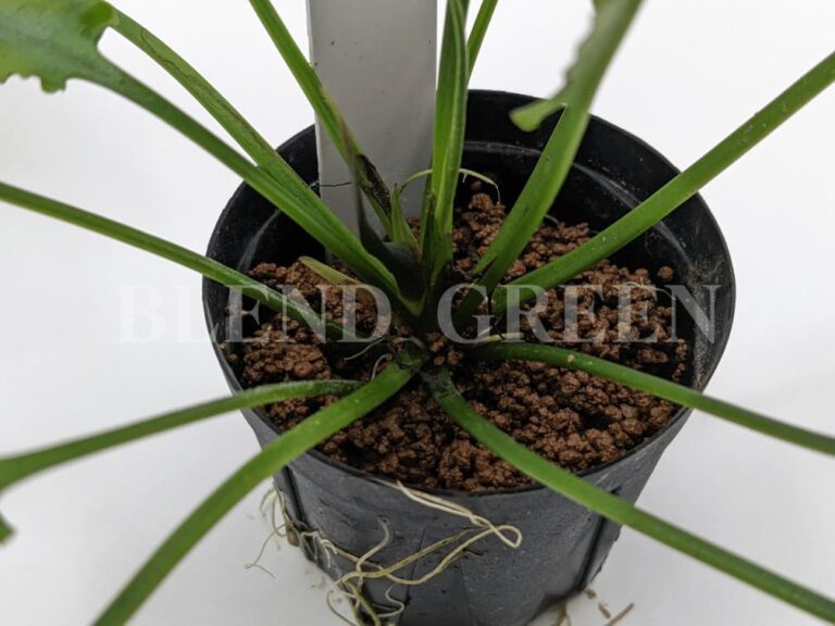 Cryptocoryne ideii（クリプトコリネ イデイイ）