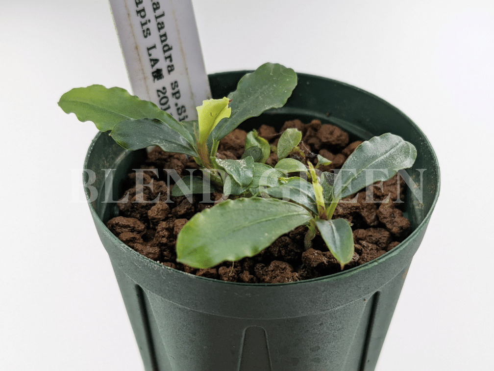 Bucephalandra sp. Sintang Kayu lapis LA便 2011.11