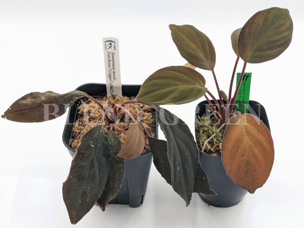 Homalomena humilis from Pulau Lingaa【STY便】