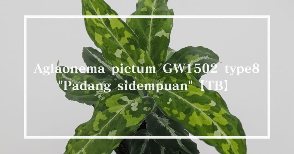 Aglaonema pictum | BLEND GREEN