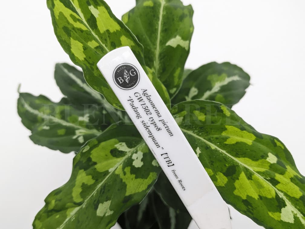 Aglaonema pictum GW1502 type8 "Padang sidempuan"【TB】