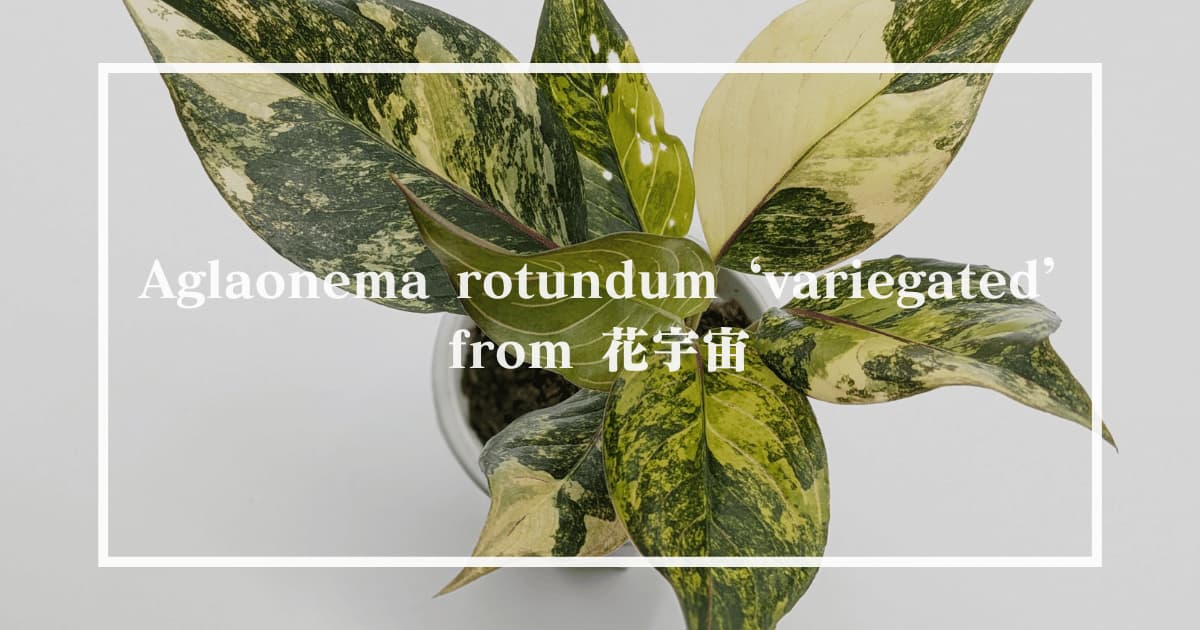 Aglaonema rotundum ‘variegated’ from 花宇宙